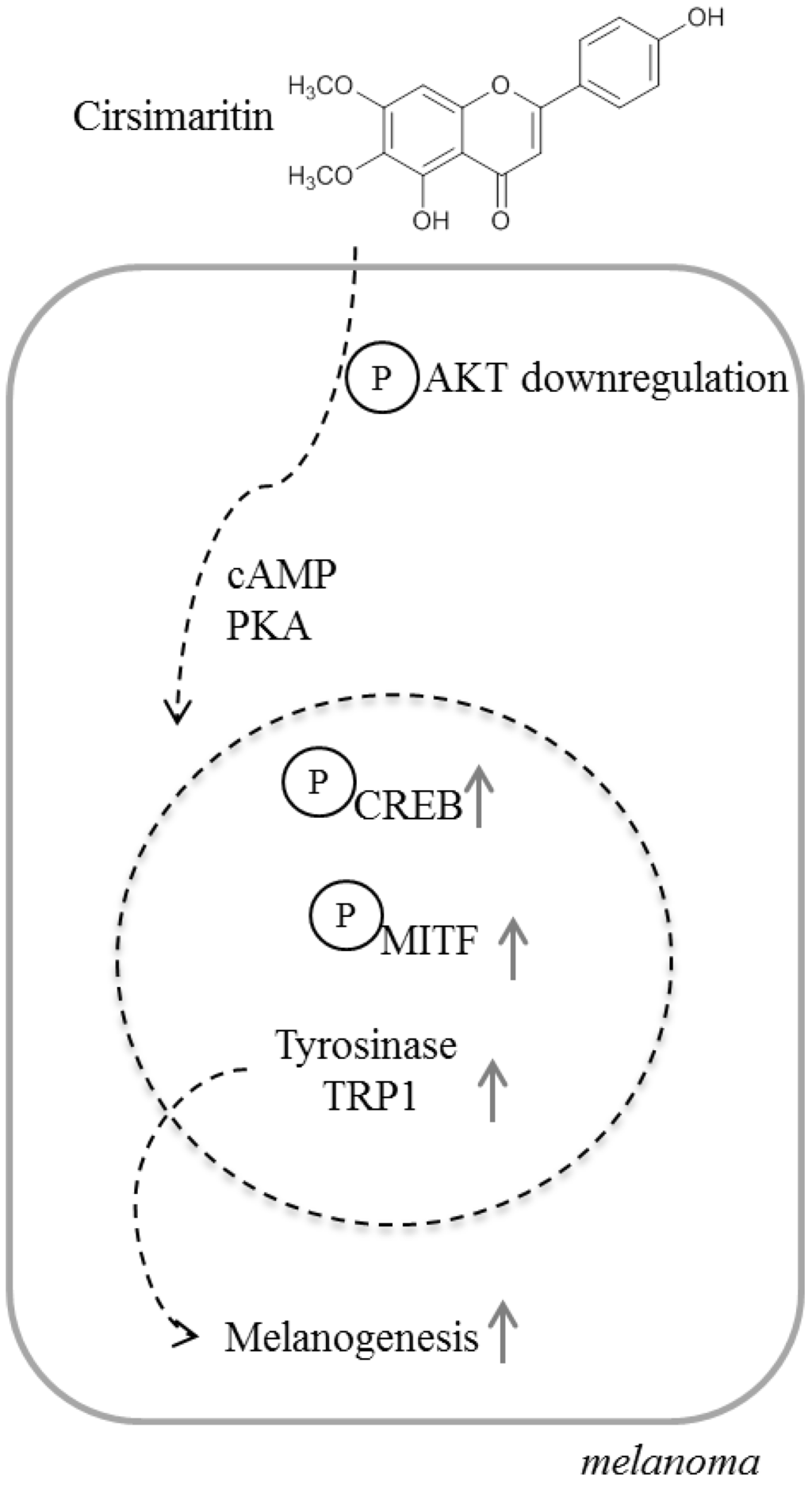 Melanogenesis-Inducing Effect of Cirsimaritin through Increases in ...