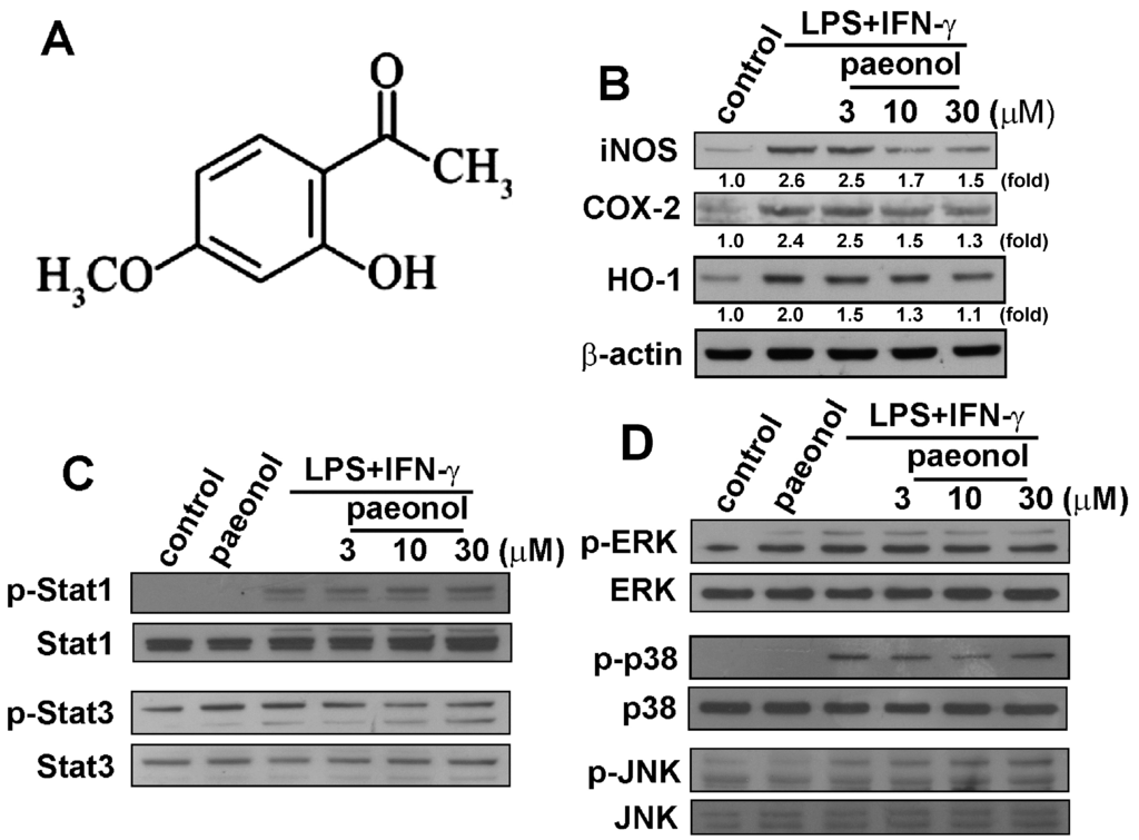 IJMS | Free Full-Text | Effects of Paeonol on Anti-Neuroinflammatory ...