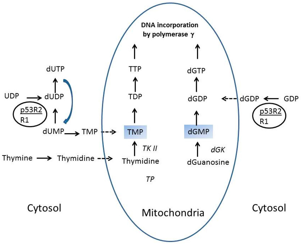 IJMS | Free Full-Text | Nucleotide Salvage Deficiencies, DNA Damage and ...