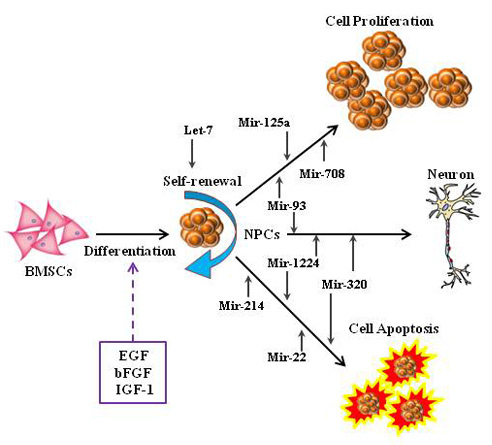 IJMS | Special Issue : Stem Cell Activation in Adult Organism