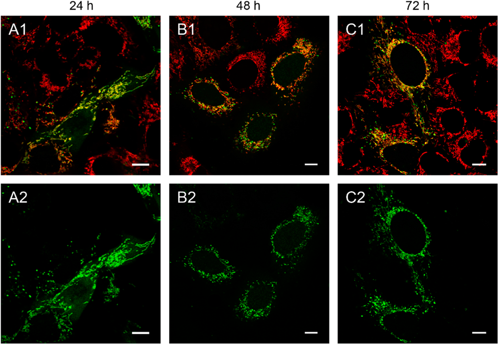 Generation of Rho Zero Cells: Visualization and Quantification of the ...