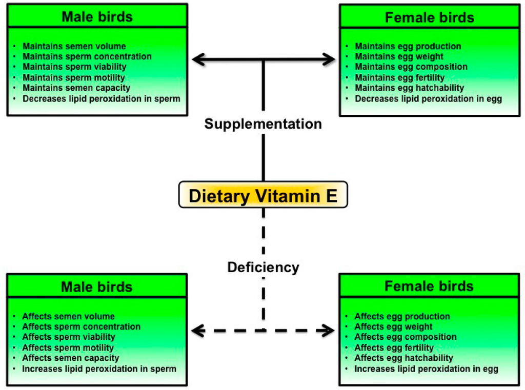 Ijms Free Full Text Effects Of Dietary Vitamin E On Fertility
