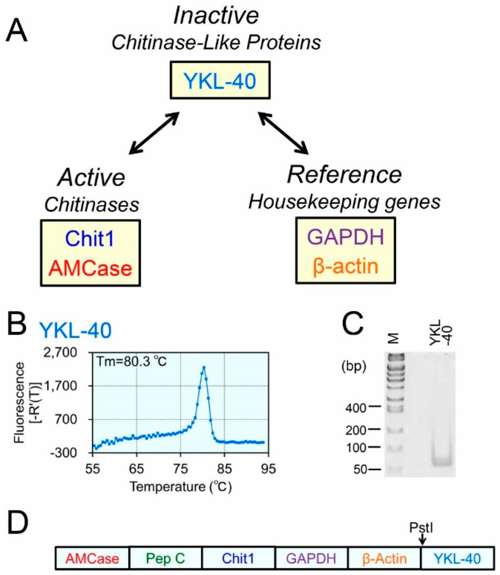 IJMS | Free Full-Text | Quantitative Real-Time PCR Analysis of YKL-40 ... IJMS | Free Full-Text | Quantitative Real-Time PCR Analysis of YKL-40 ...
