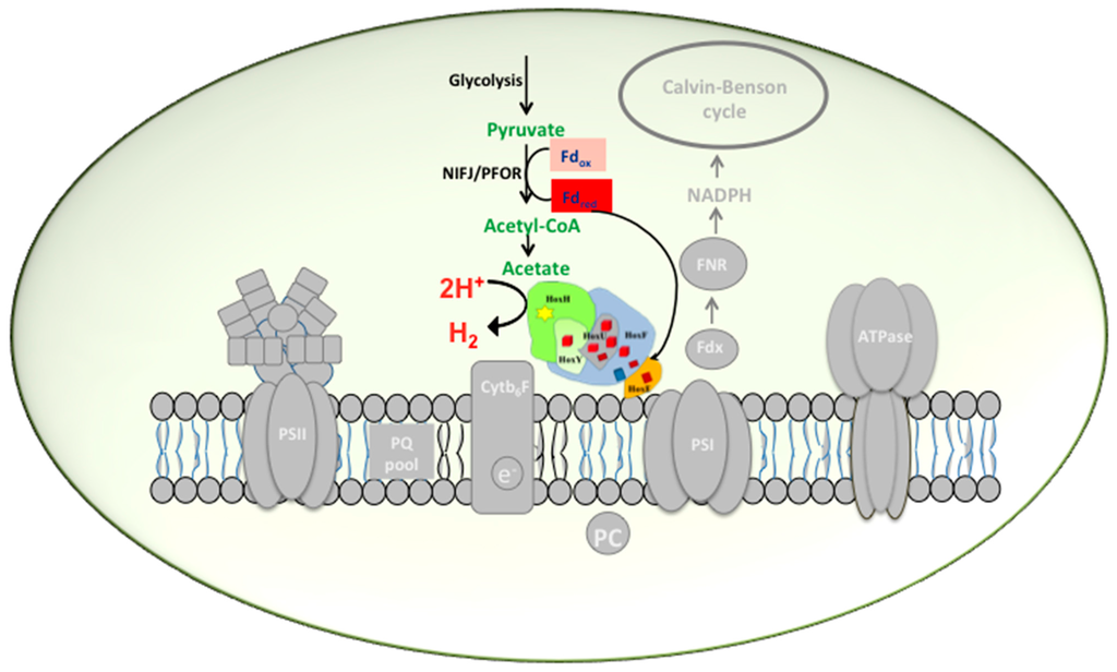 IJMS | Special Issue : Photosynthesis and Biological Hydrogen Production