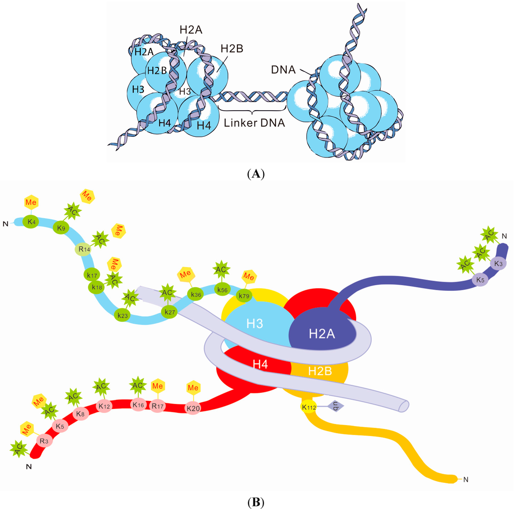 IJMS | Free Full-Text | The Real Culprit in Systemic Lupus ...
