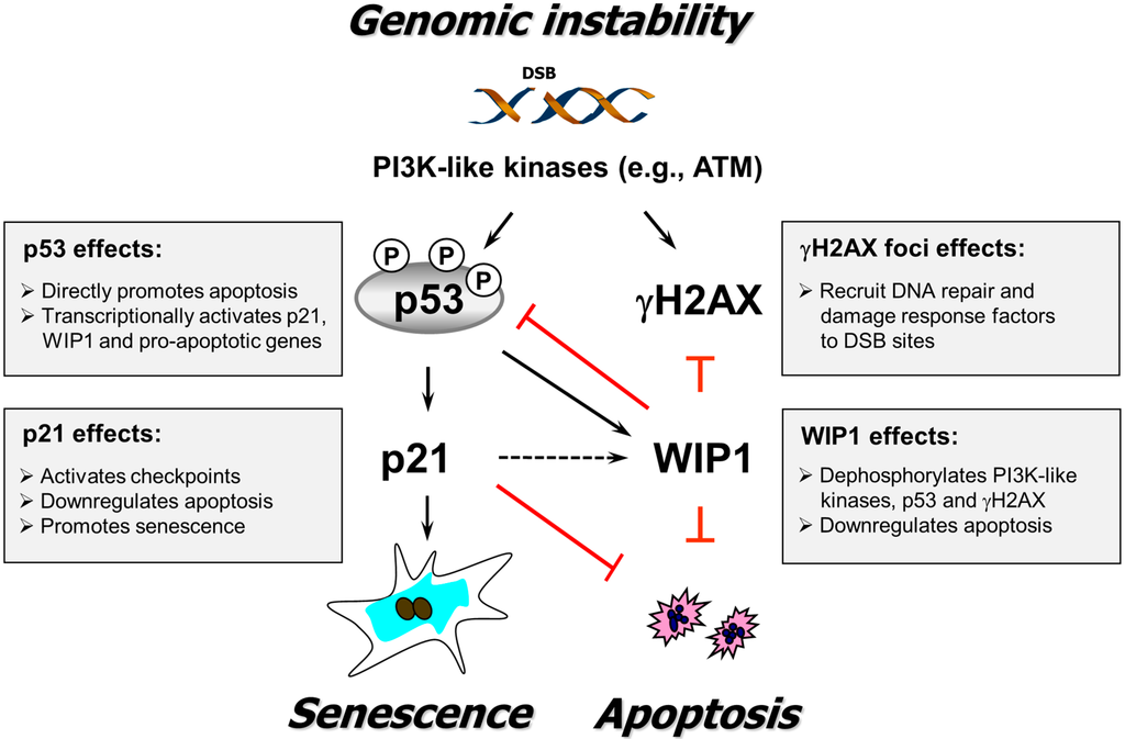 Spontaneous γH2AX Foci in Human Solid Tumor-Derived Cell Lines in ...