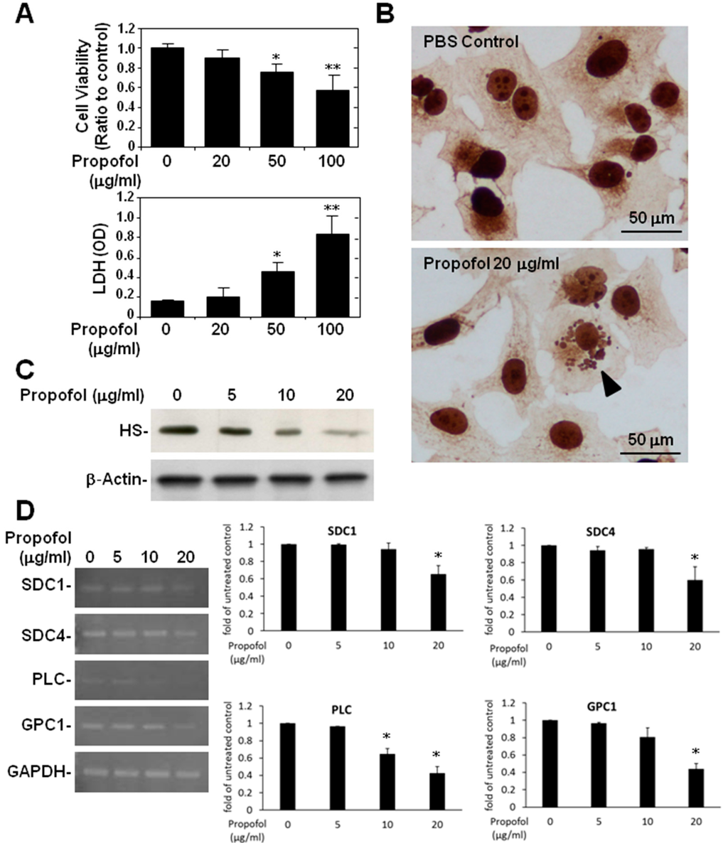 IJMS | Free Full-Text | Anesthetic Propofol Overdose Causes Vascular ...