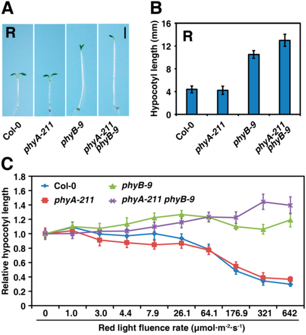Synergistic and Antagonistic Action of Phytochrome (Phy) A and PhyB ...