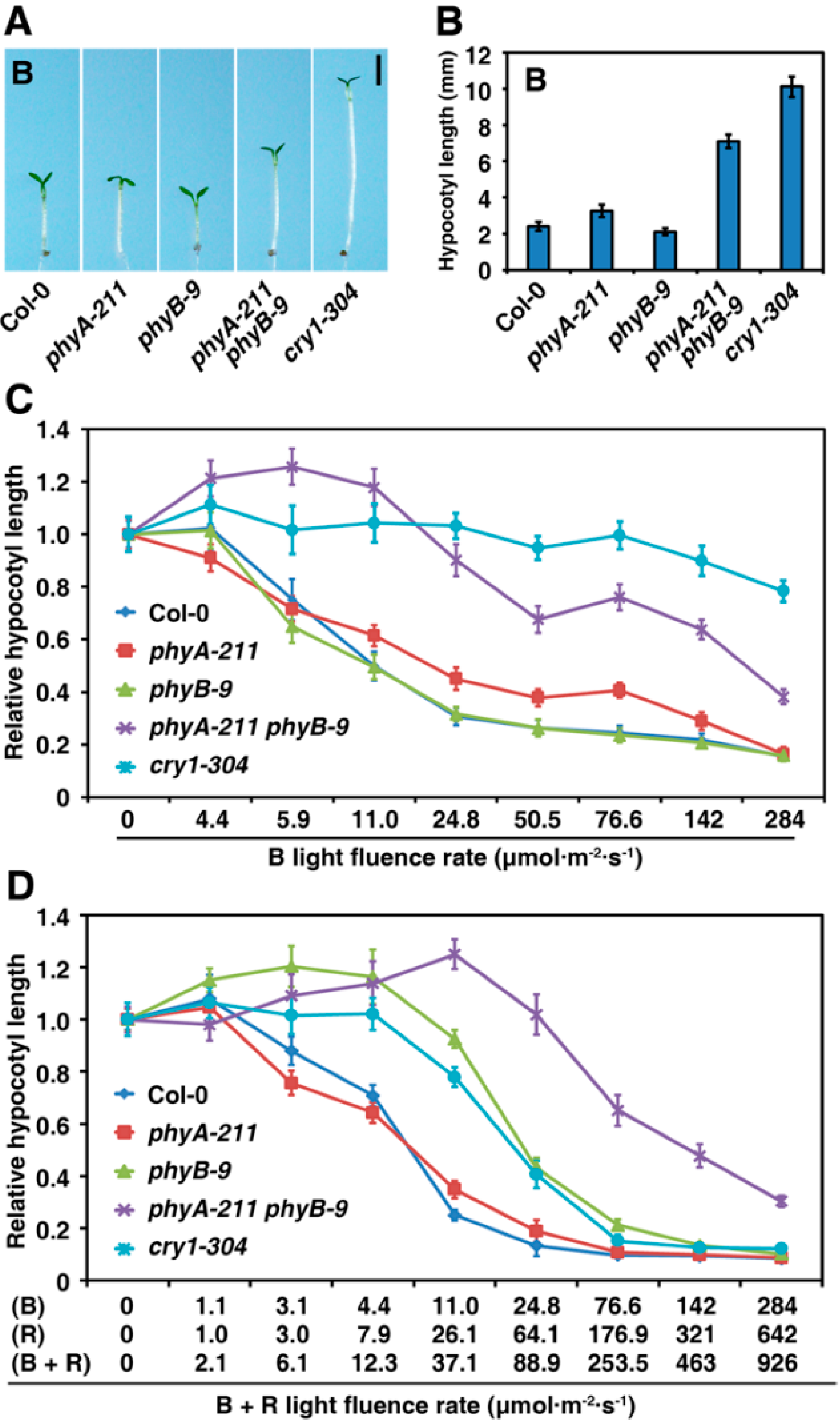 Synergistic and Antagonistic Action of Phytochrome (Phy) A and PhyB ...