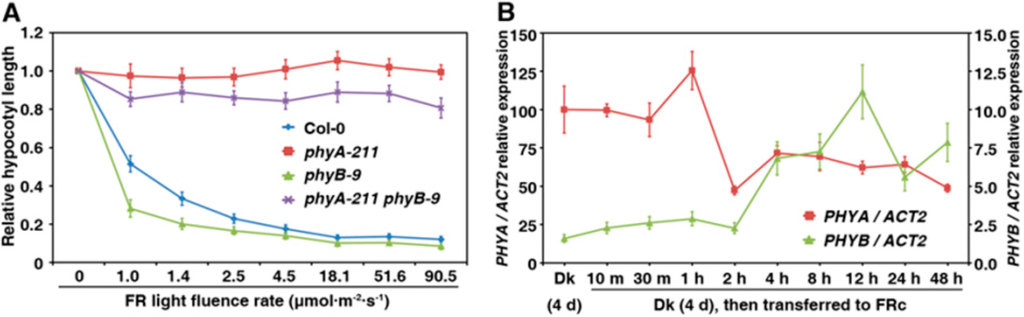 Synergistic and Antagonistic Action of Phytochrome (Phy) A and PhyB ...