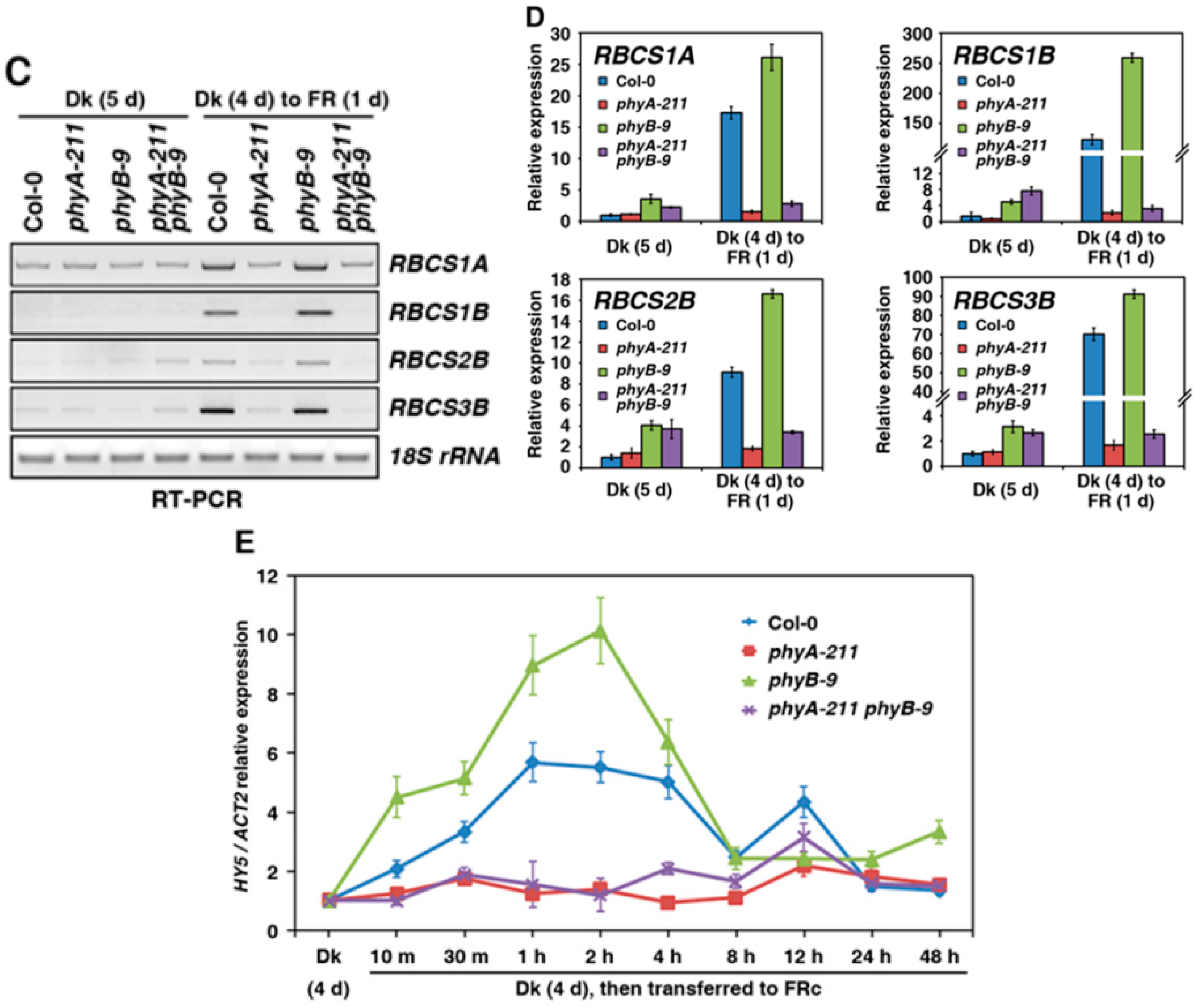 Synergistic and Antagonistic Action of Phytochrome (Phy) A and PhyB ...
