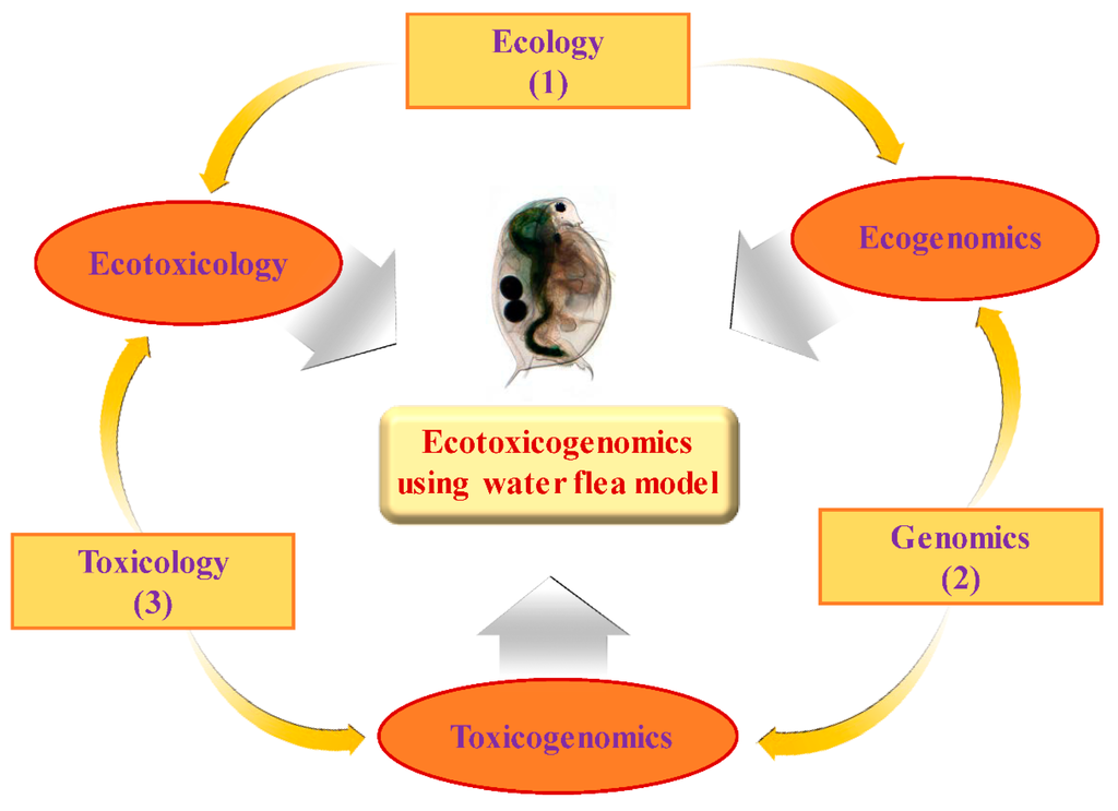 Ecotoxicogenomic Approaches for Understanding Molecular Mechanisms of ...