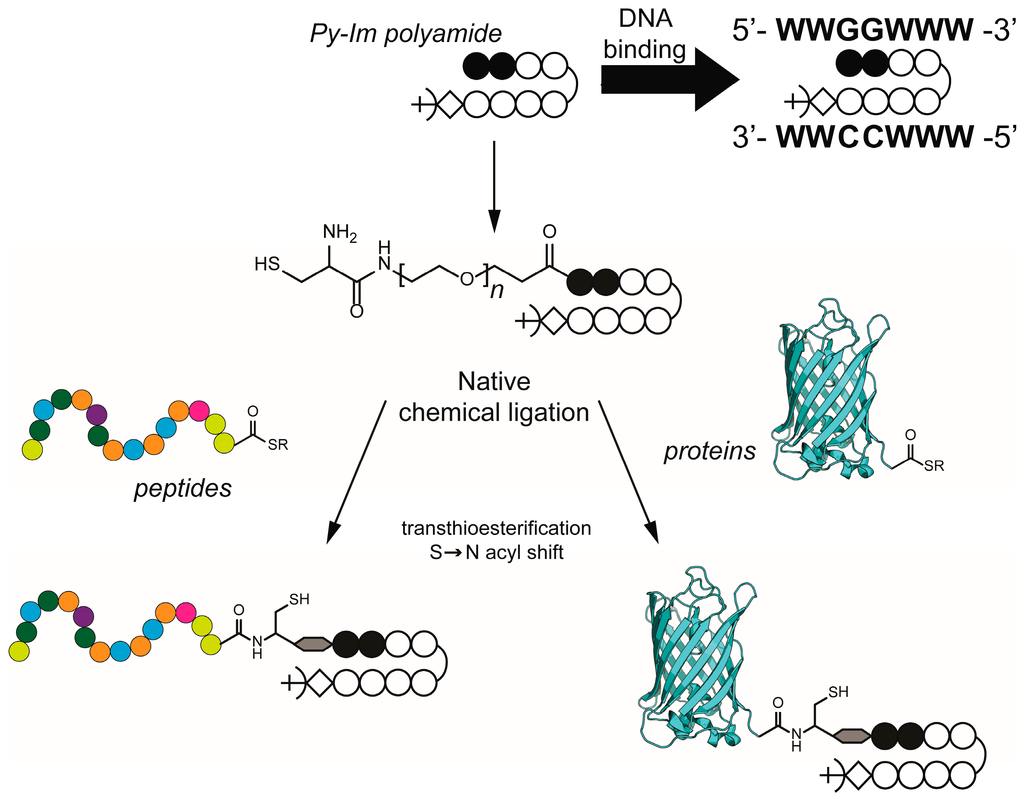 Efficient Synthesis of Peptide and Protein Functionalized Pyrrole ...