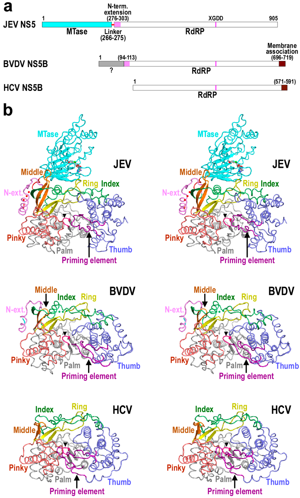 A Structural Overview of RNA-Dependent RNA Polymerases from the ...