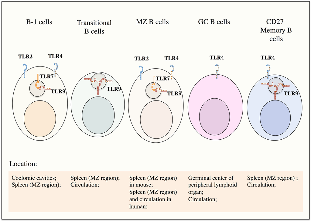 Roles of B Cell-Intrinsic TLR Signals in Systemic Lupus Erythematosus