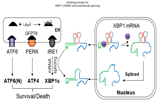 IJMS | Free Full-Text | Acute Endoplasmic Reticulum Stress-Independent ...