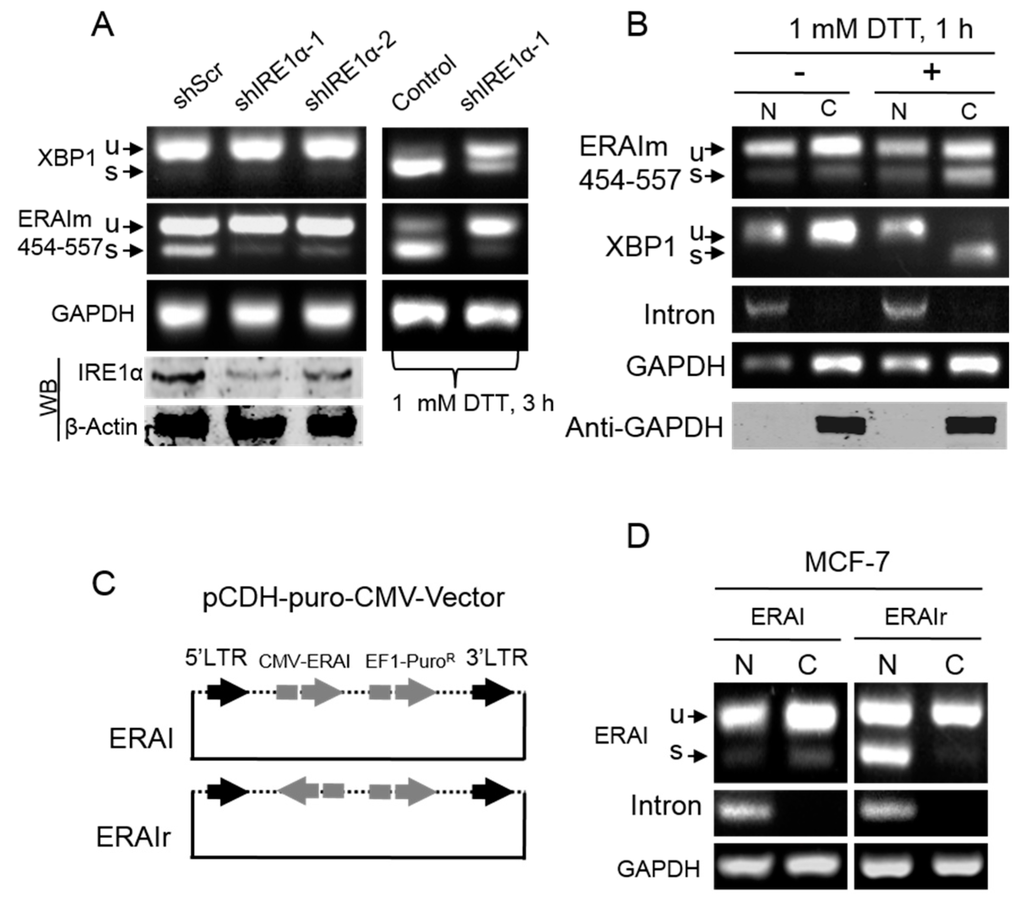 IJMS | Free Full-Text | Acute Endoplasmic Reticulum Stress-Independent ...