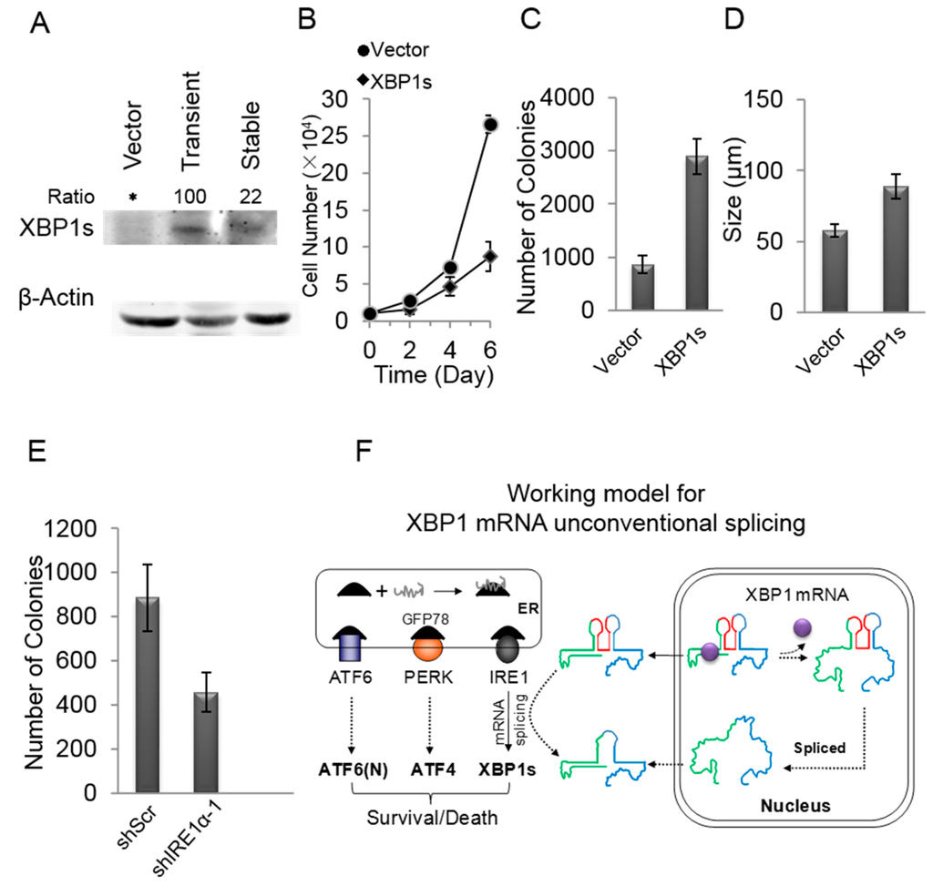 IJMS | Free Full-Text | Acute Endoplasmic Reticulum Stress-Independent ...