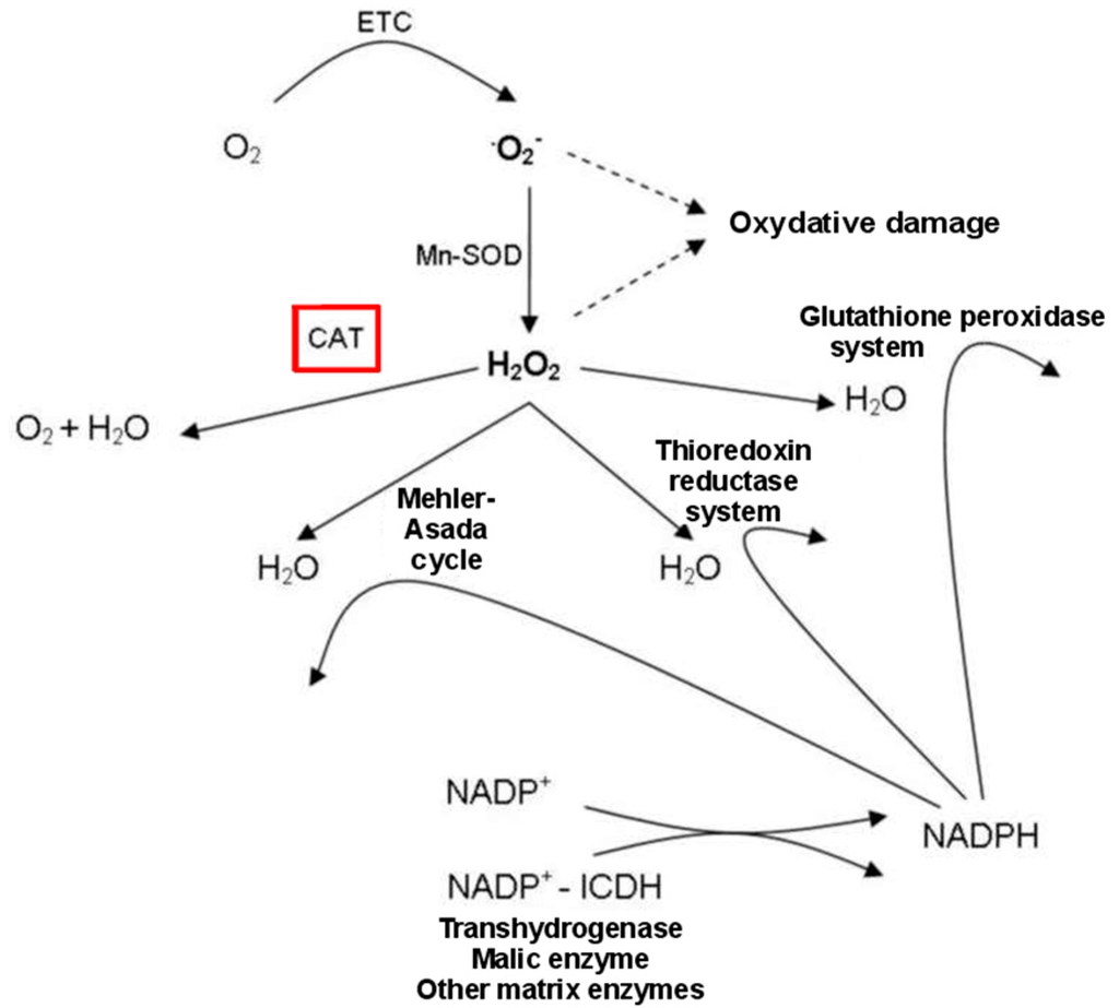 Ascorbate Peroxidase and Catalase Activities and Their Genetic ...