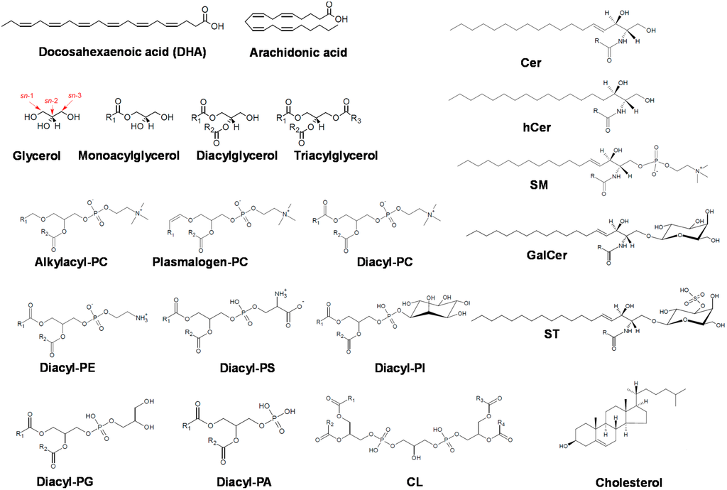 Lipidomics by Supercritical Fluid Chromatography