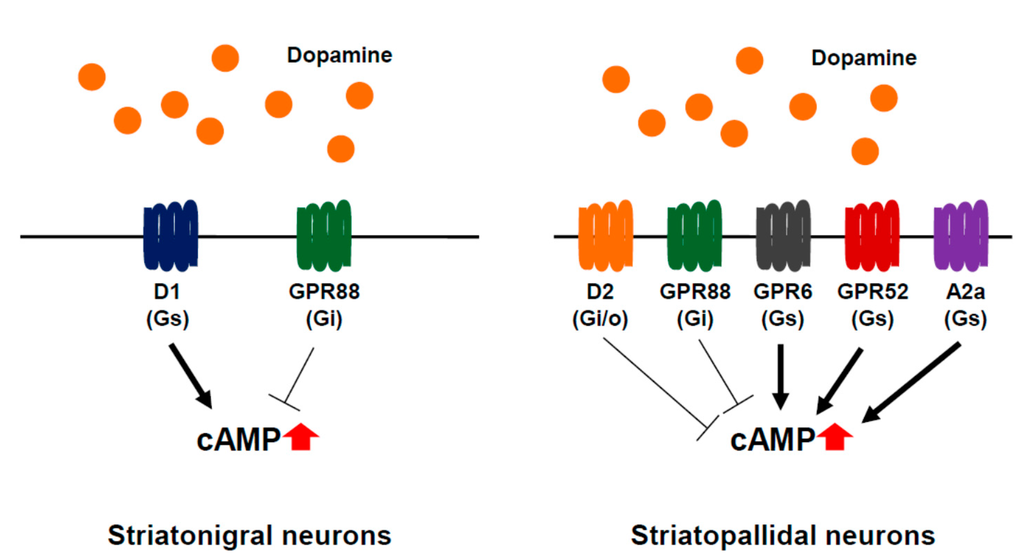 IJMS | Topical Collection : G Protein-Coupled Receptor Signaling and ...