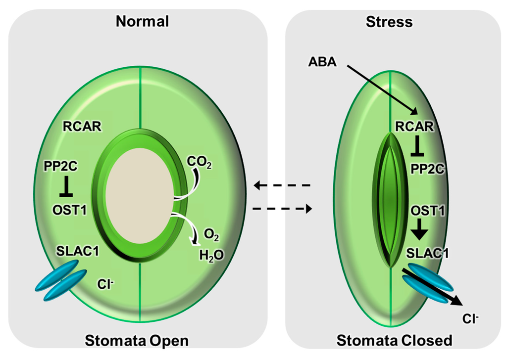 Function of ABA in Stomatal Defense – PLANT STOMATA ENCYCLOPEDIA