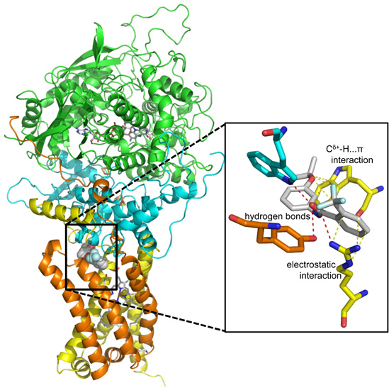 IJMS | Free Full-Text | Structural Insights into the Molecular Design ...