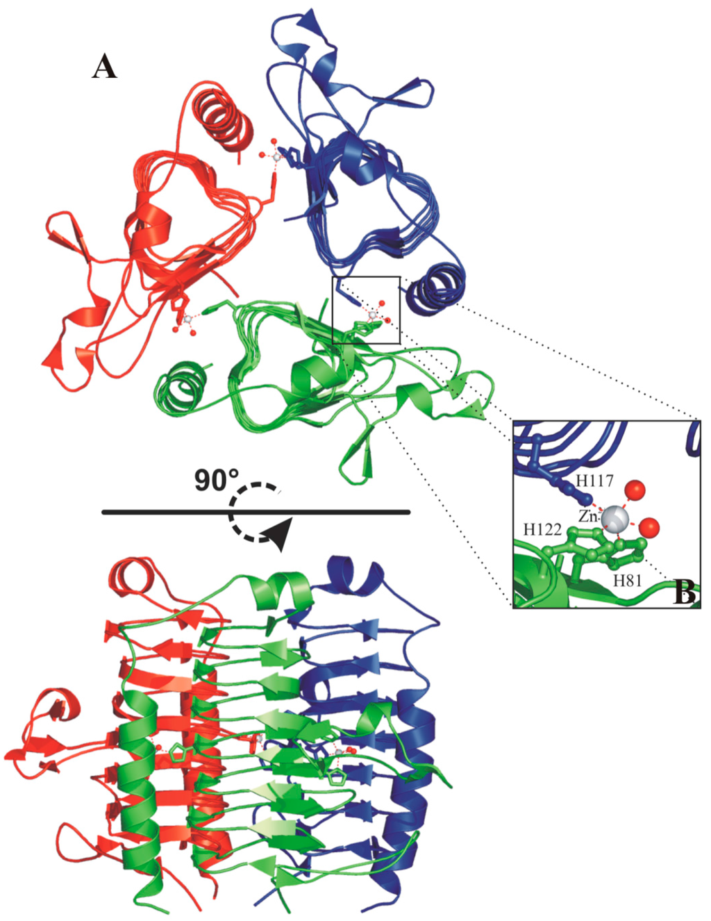 IJMS | Special Issue : Protein Crystallography in Molecular Biology 2015