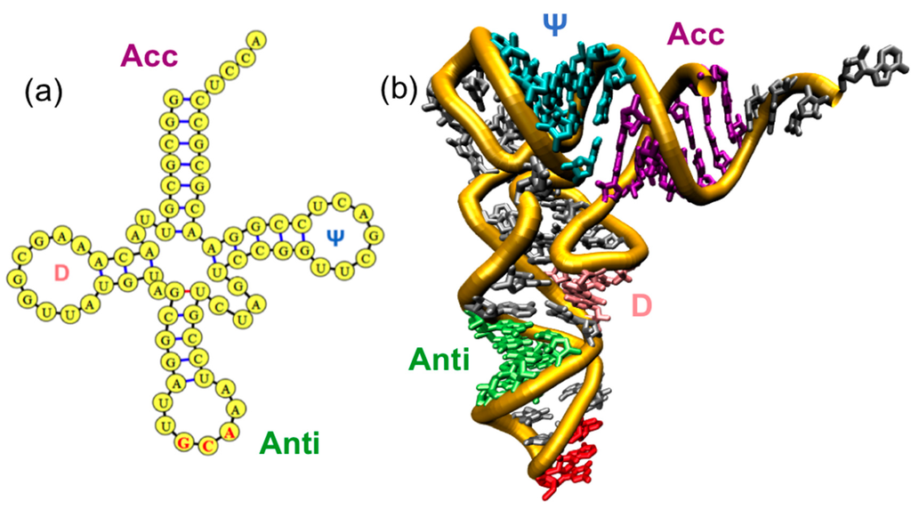MD Simulations of tRNA and Aminoacyl-tRNA Synthetases: Dynamics ...