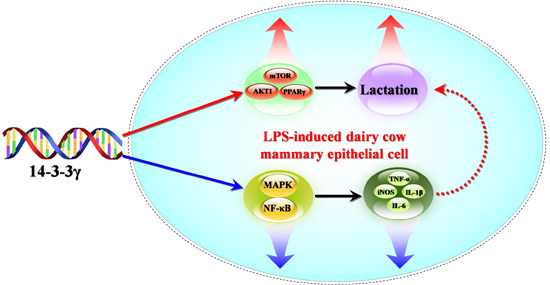 IJMS | Special Issue : Mechanism of Action and Applications of Cytokines in Immunotherapy