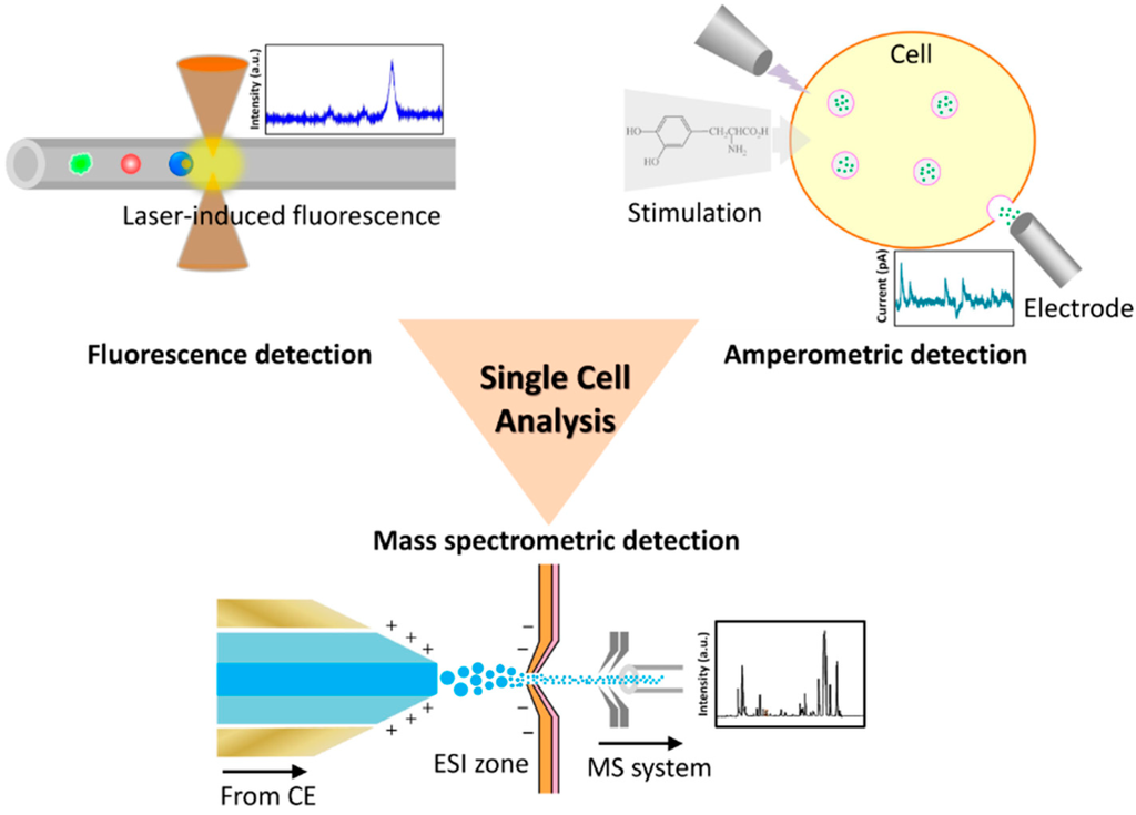 IJMS | Free Full-Text | Get to Understand More from Single-Cells ...
