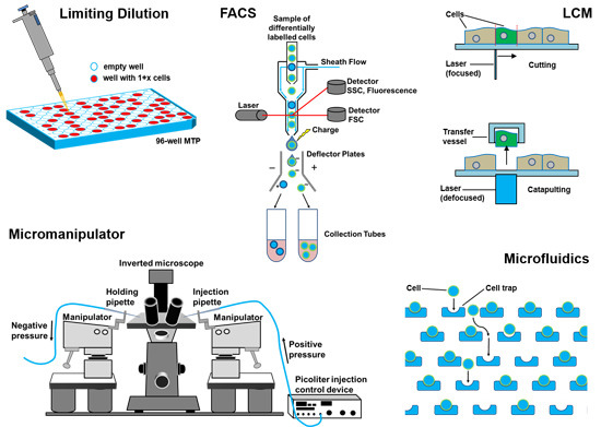 IJMS | Free Full-Text | Technologies for Single-Cell Isolation