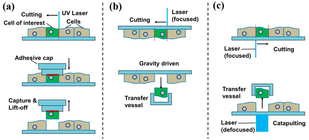 Technologies for Single-Cell Isolation