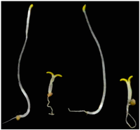 IJMS | Free Full-Text | Fenarimol, a Pyrimidine-Type Fungicide ...