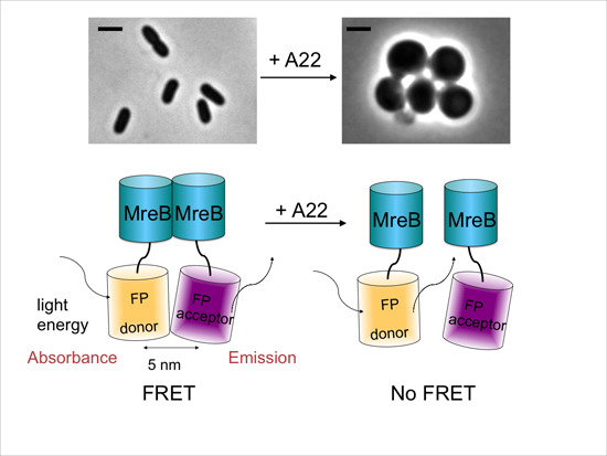 IJMS | Free Full-Text | Validation of FRET Assay for the Screening of ...
