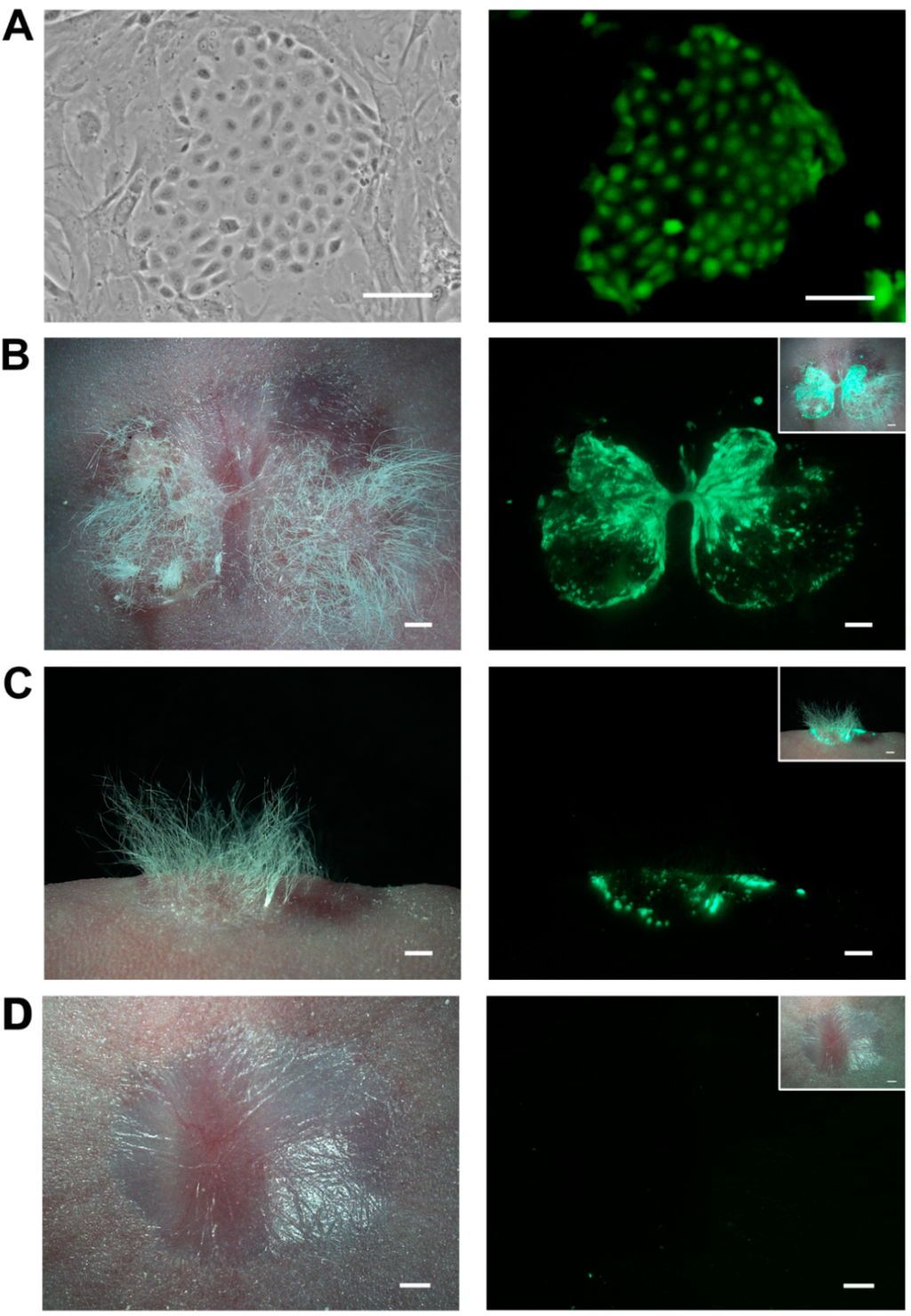 Ovine Hair Follicle Stem Cells Derived from Single Vibrissae ...