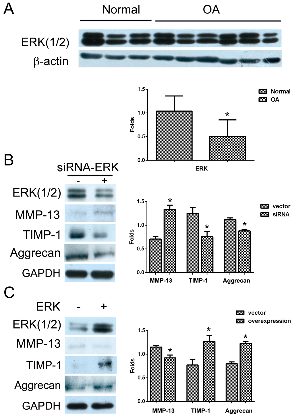 The Involvement of Mutual Inhibition of ERK and mTOR in PLC?1-Mediated ...
