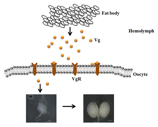 IJMS | Free Full-Text | The Essential Role of Vitellogenin Receptor in ...