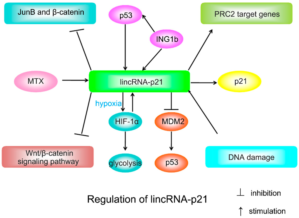 LincRNA-p21: Implications in Human Diseases
