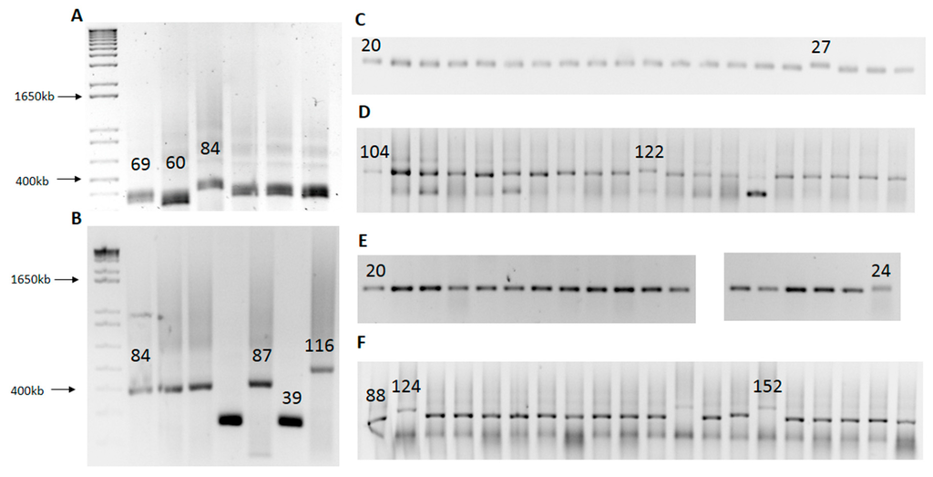 In Vitro Expansion of CAG, CAA, and Mixed CAG/CAA Repeats
