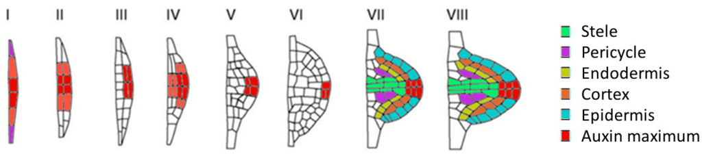 Gene Networks Involved in Hormonal Control of Root Development in ...