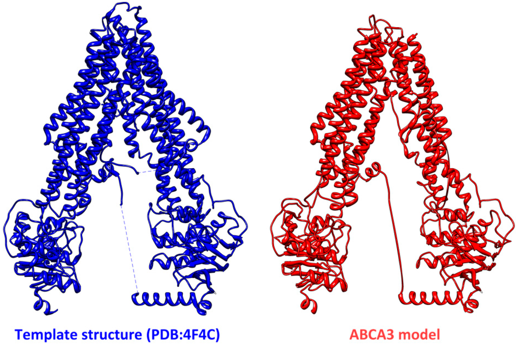 Structural Features of the ATP-Binding Cassette (ABC) Transporter ABCA3