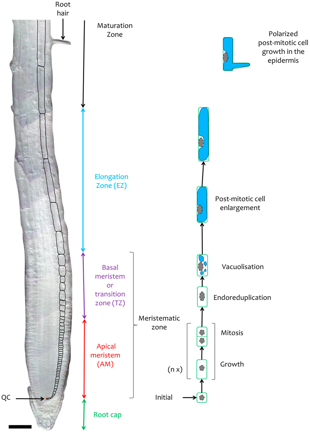 Spatial Regulation of Root Growth: Placing the Plant TOR Pathway in a ...
