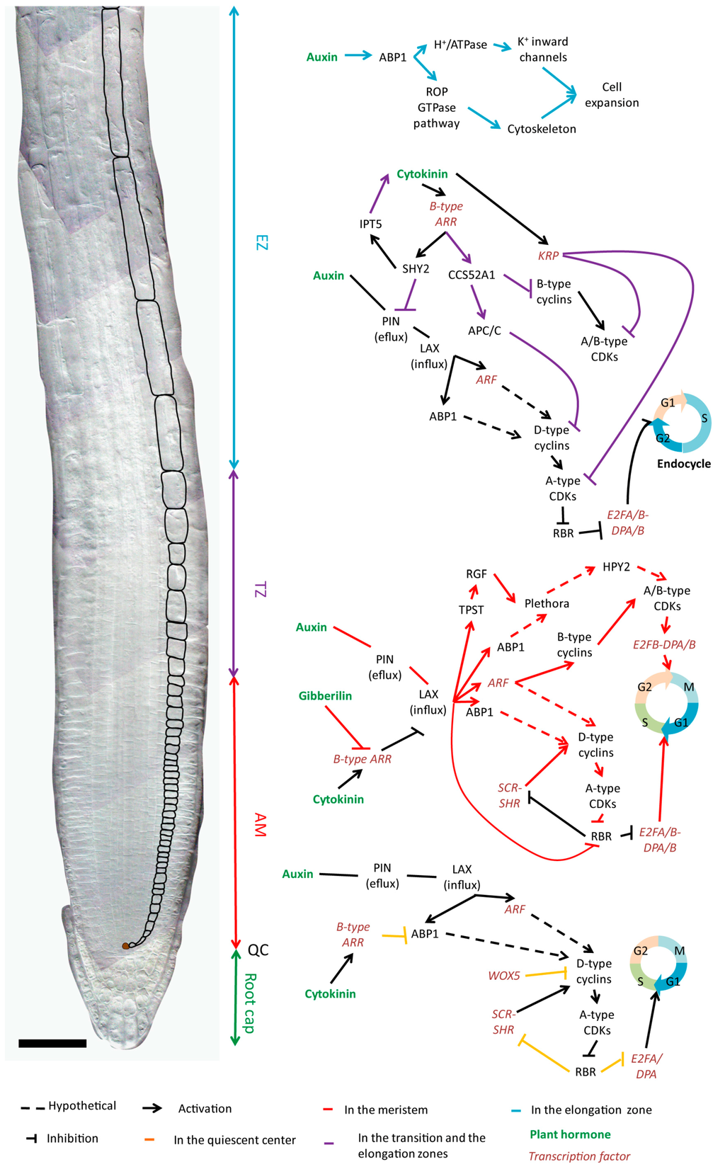 Spatial Regulation of Root Growth: Placing the Plant TOR Pathway in a ...