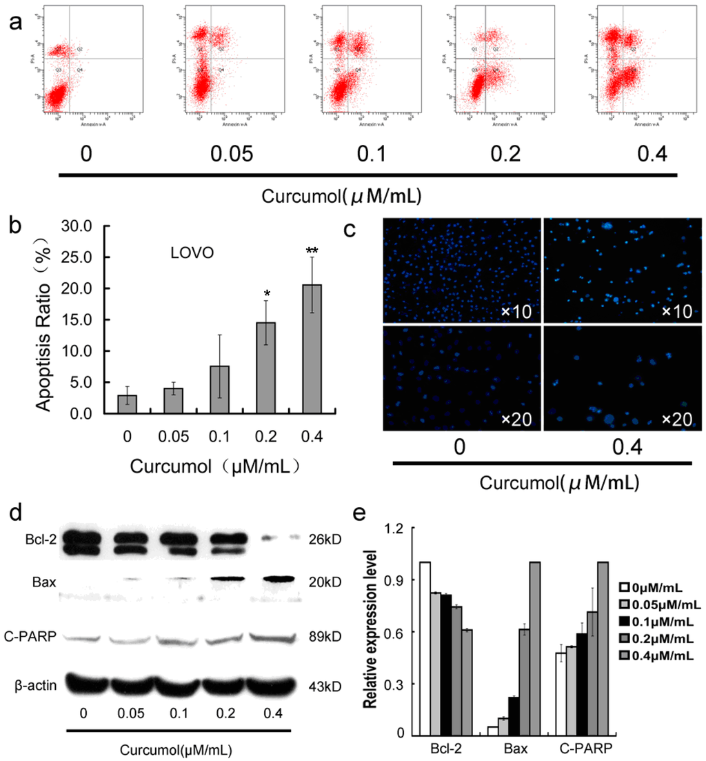 Curcumol Inhibits Growth and Induces Apoptosis of Colorectal Cancer ...