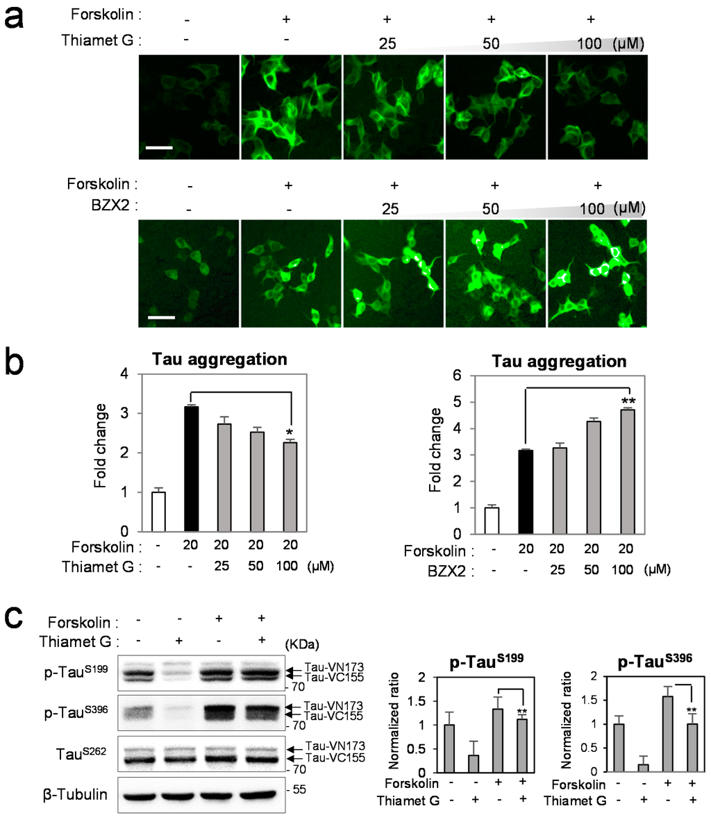Monitoring of Intracellular Tau Aggregation Regulated by OGA/OGT Inhibitors