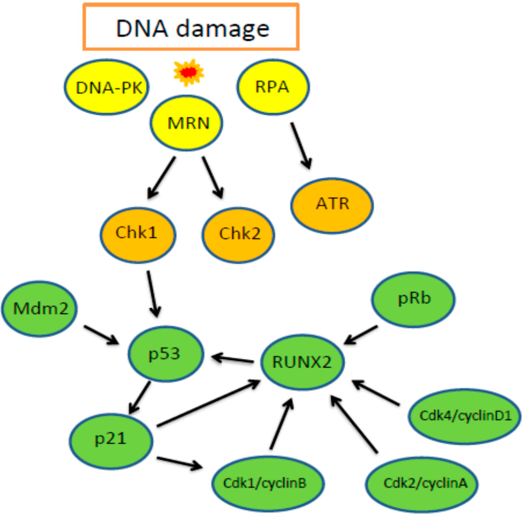 Role of RUNX2 in Breast Carcinogenesis