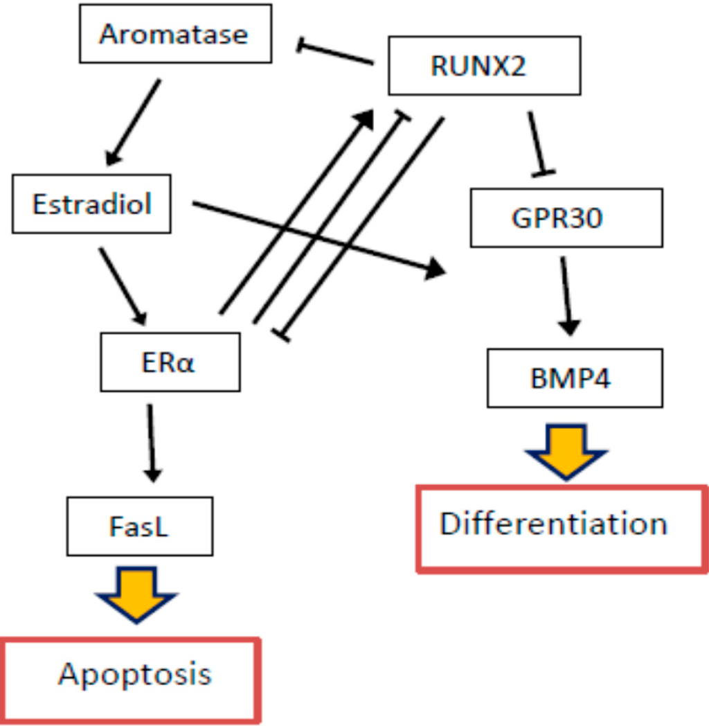 Role of RUNX2 in Breast Carcinogenesis