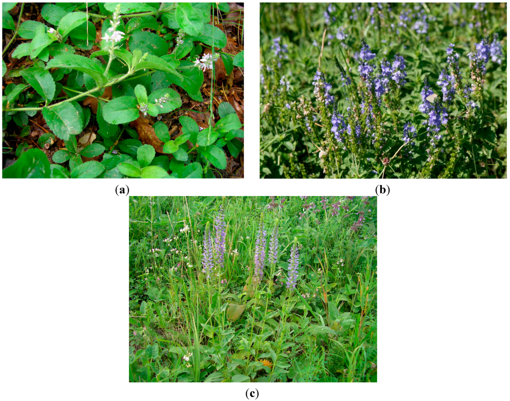 IJMS | Free Full-Text | Phytochemical Characterization of Veronica ...