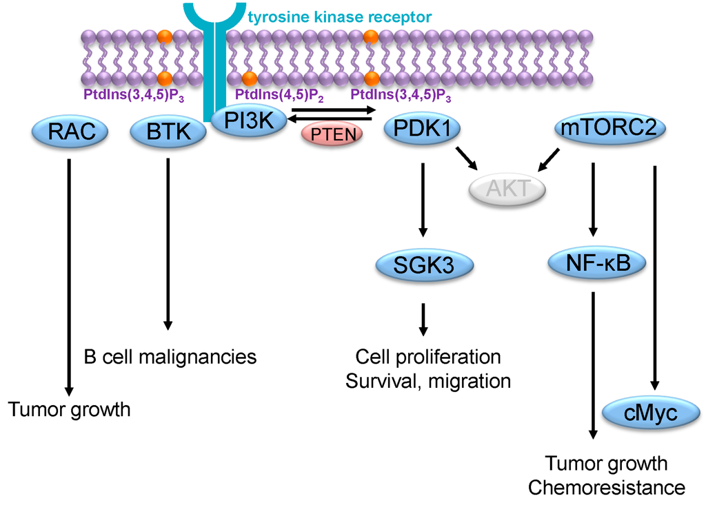 IJMS | Free Full-Text | PI3K and AKT: Unfaithful Partners in Cancer